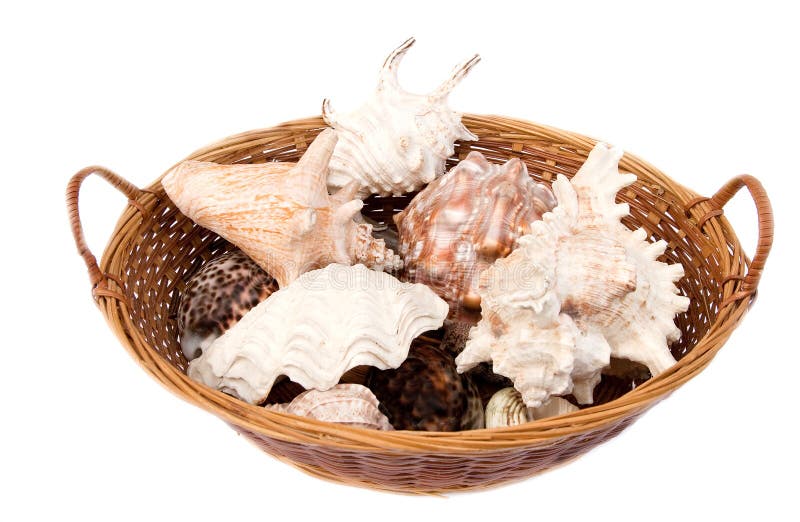 Wicker Basket of Sea-shells Stock Image - Image of marine, hard: 13202895
