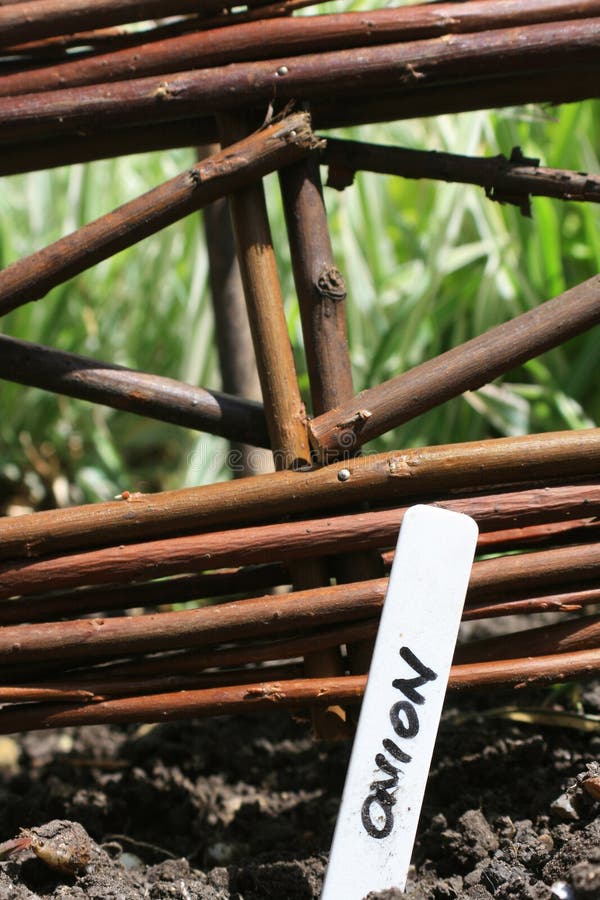 Wicker Fence Panel & Garden Marker Stock Image - Image of onion, garden ...