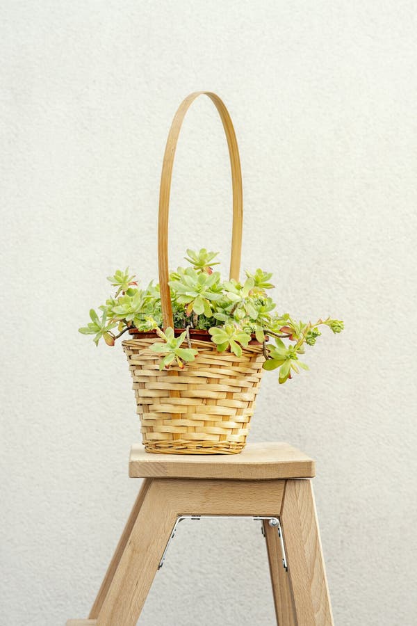 Wicker Pot with Echeveria Frondosa Stock Photo - Image of view, foliage ...