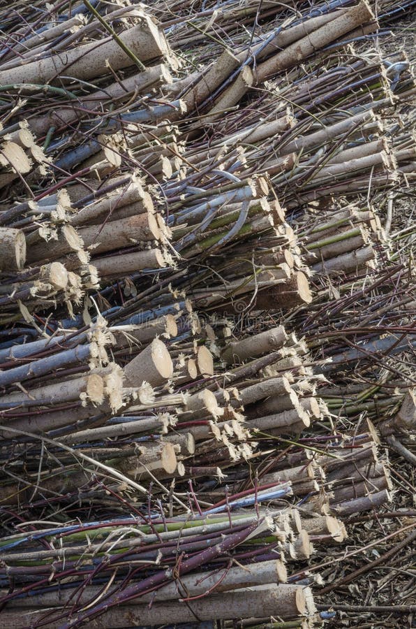 Wicker willow bunches stock image. Image of botanic, fiber - 37936973