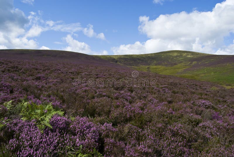 Wicklow Mountain Cheviot Sheep Frontal Portrait Stock Image - Image of ...