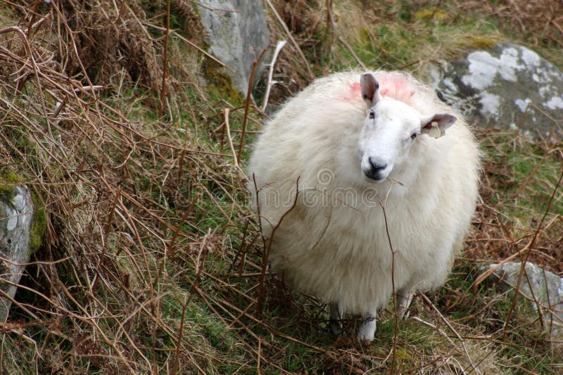 Wicklow Mountain Cheviot Sheep Frontal Portrait Stock Image - Image of ...