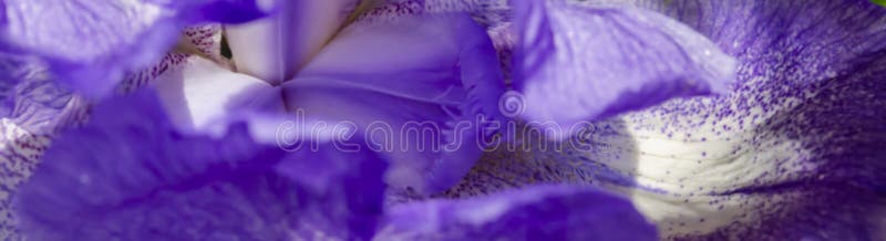 Wide Abstract Bckground. Rple Iris Flower Inside. Blooming Iris ...