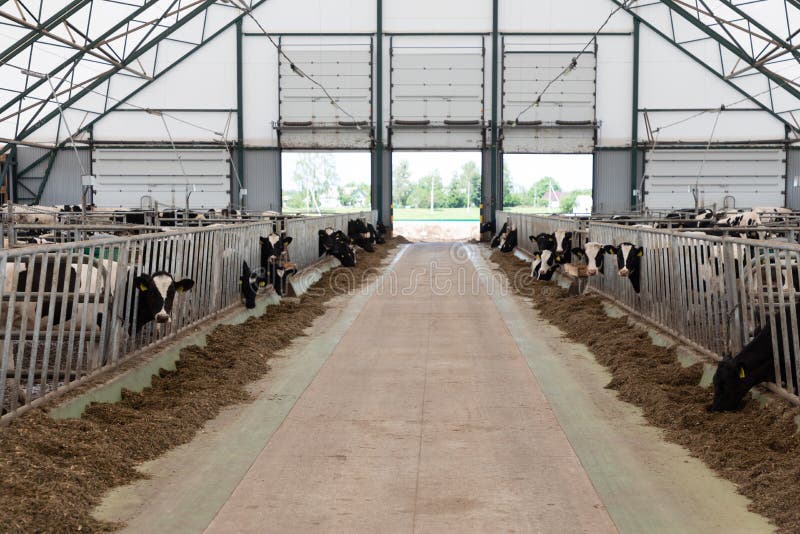 Wide Aisle on a Dairy Modern Cow Farm with Mixed Feed for Cows on the ...