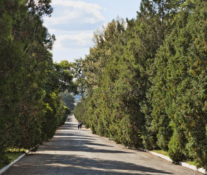 A Wide Alley between Dense Vegetation Stock Image - Image of tree, road ...
