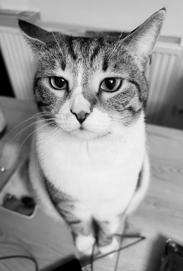 Wide Angle Cat Portrait Black and White Photo Stock Image - Image of ...