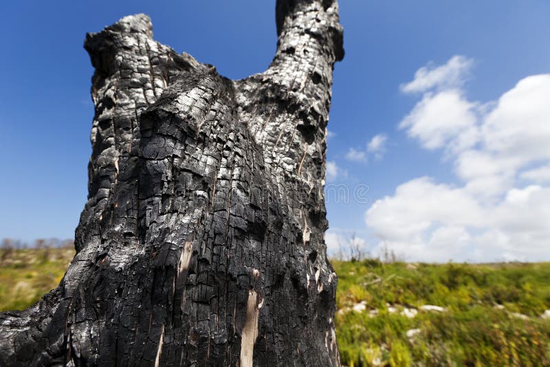 Burnt tree bark stock photo. Image of charcoal, dark - 17553088