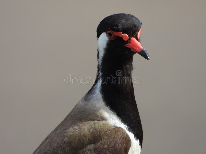 Wide Angle with Close Up Look of Birds Stock Photo - Image of animal ...