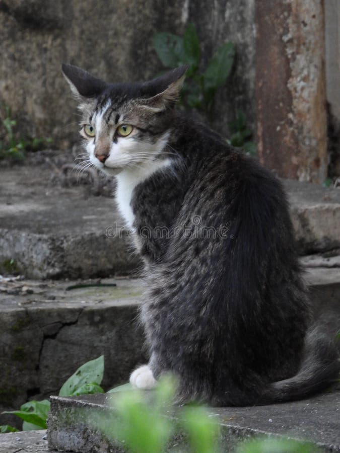 Wide Angle with Close Up Look of Cat in August Stock Photo - Image of ...
