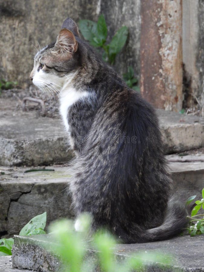 Wide Angle with Close Up Look of Cat in August Stock Photo - Image of ...