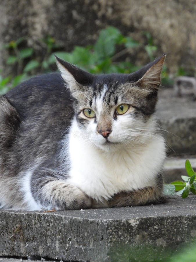 Wide Angle with Close Up Look of Cat in August Stock Photo - Image of ...