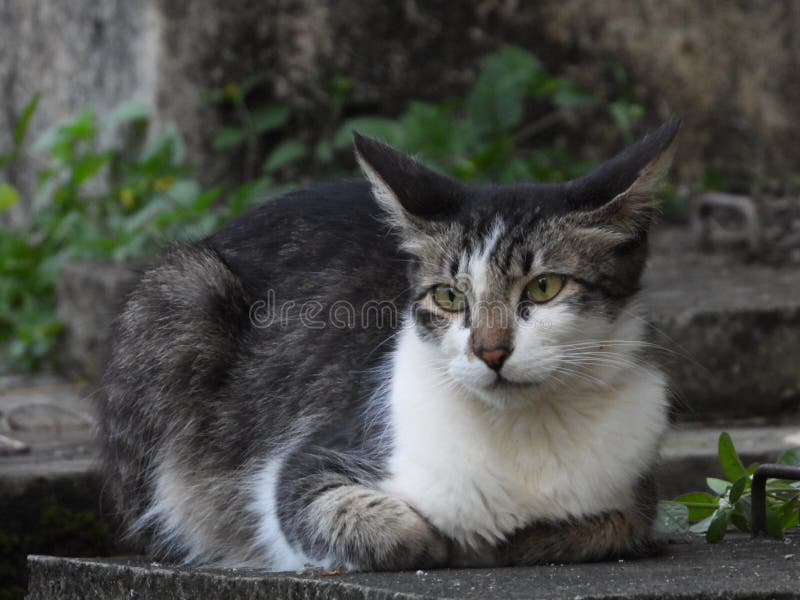 Wide Angle with Close Up Look of Cat in August Stock Image - Image of ...