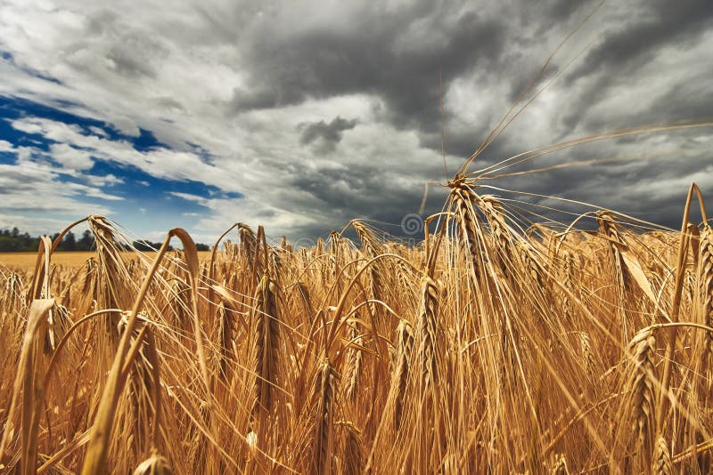 Wide Angle Close Up of Rye Field Stock Image - Image of natural, bread ...