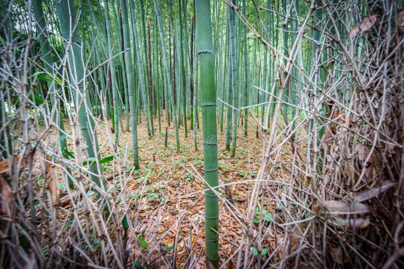 Tall Tree Deep Roots Stock Photos - Free & Royalty-Free Stock Photos ...