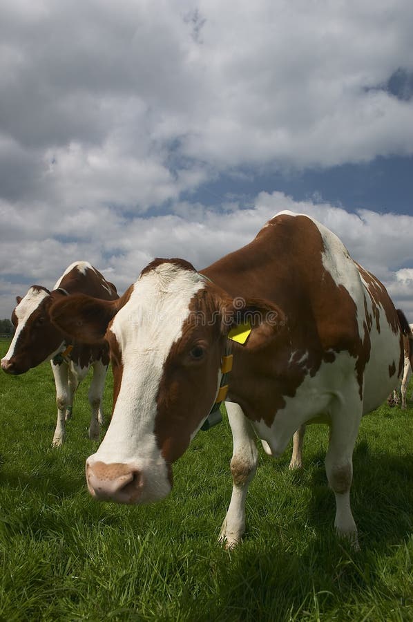 Wide angle cow stock photo. Image of wide, food, funny - 1570276