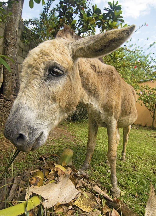 118 Male Burro Stock Photos - Free & Royalty-Free Stock Photos from ...