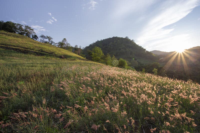 Wide-angle, the Flower Field on the Mountain in the Setting Sun, the ...