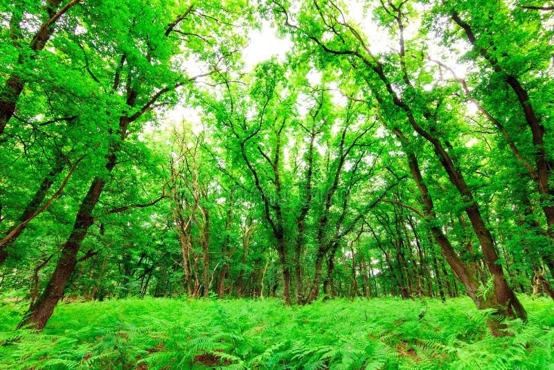 Wide angle forest stock photo. Image of bright, color - 35130256