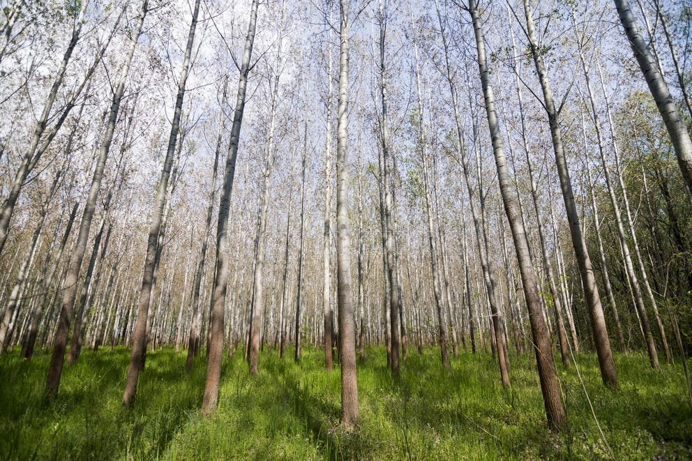 Wide angle forest stock image. Image of grass, woodland - 281237895