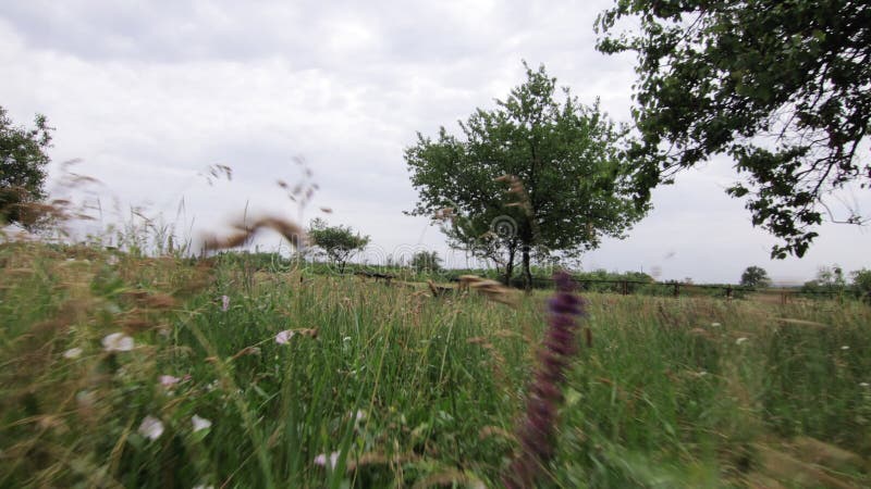 Wide Angle Gimbal Shot of Tree 4K Stock Footage - Video of beautiful ...