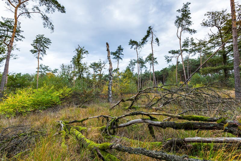 Wide Angle Image of a Beautiful Forest in Fall Season with Sunlight ...
