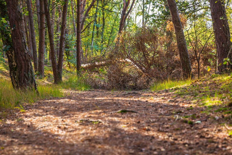 Wide Angle Image of a Beautiful Forest in Fall Season with Sunlight ...