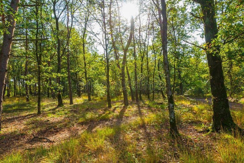 Wide Angle Image of a Beautiful Forest in Fall Season with Sunlight ...
