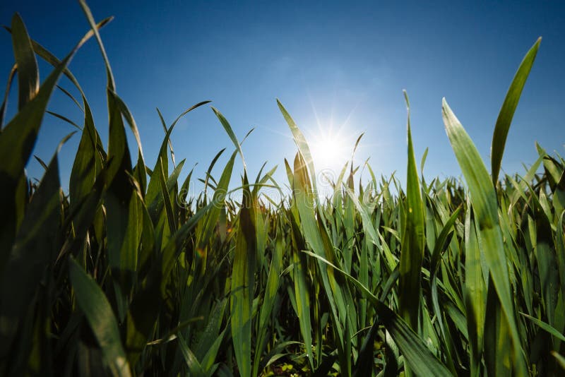 Wide Angle Image of Grass from Low Angle Stock Photo - Image of plant ...