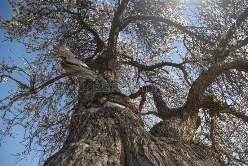 Large Almond Tree Seen from Below Stock Image - Image of white, halo ...