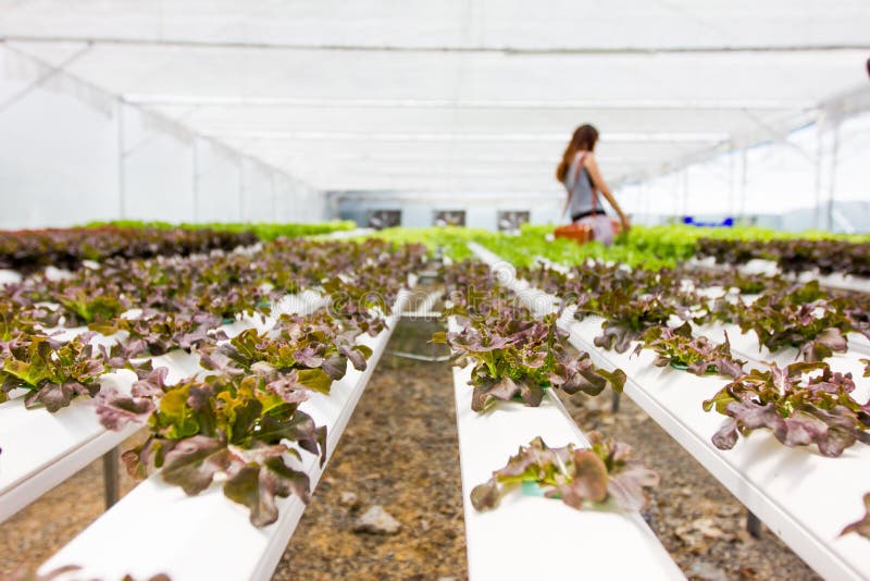 Wide Angle of Organic Hydroponic Vegetable Farm in Thailand Stock Image ...