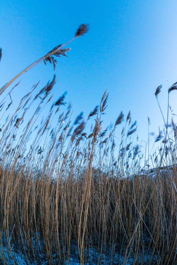 Wide Angle Photo Looking Up between Tall Reeds in Winter.. Stock Image ...
