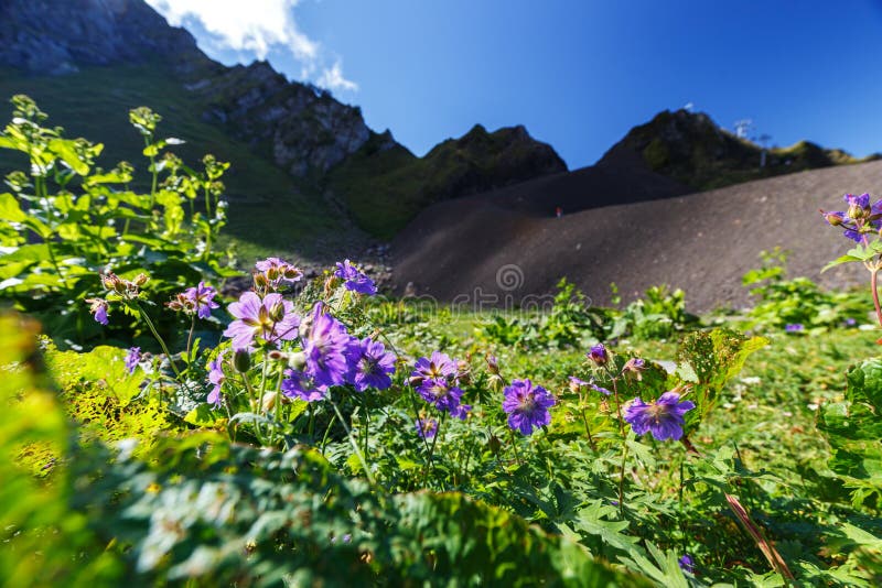 Wide Angle Photo of Wild Flowers in Mountain Valley. Stock Photo ...
