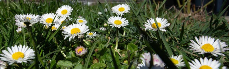 Wide Angle Photography of Common Daisy Flowers Stock Photo - Image of ...