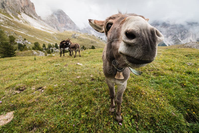 Wide Angle Picture of Donkey in Dolomites Stock Photo - Image of muzzle ...