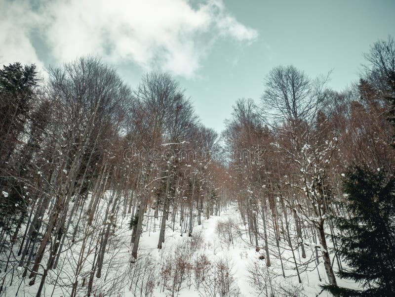 Wide Angle Point of View with the Sky Above the Trees Covered with Snow ...