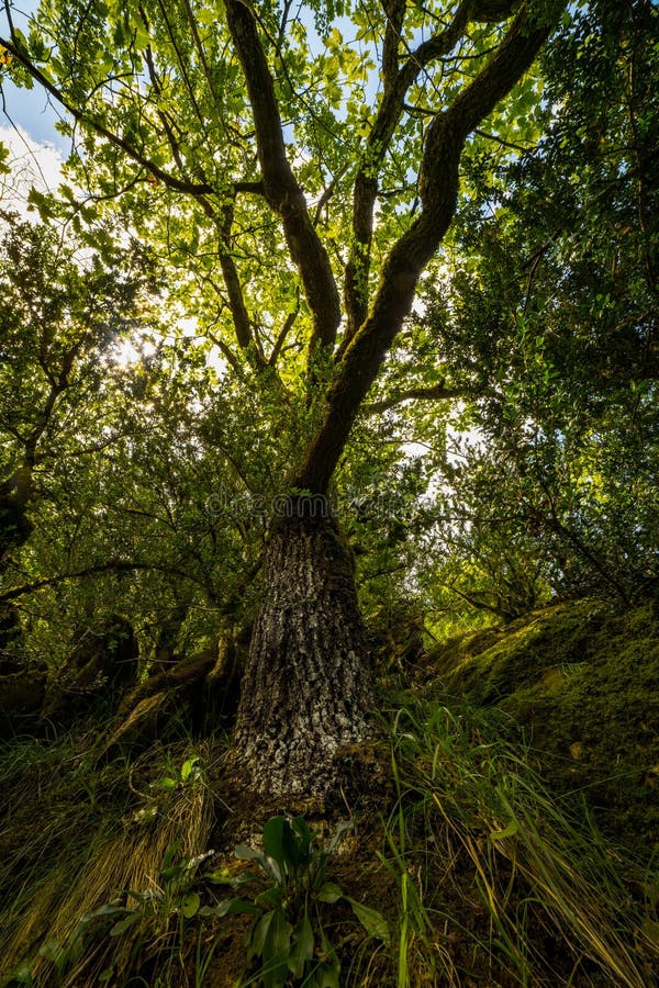 Forest Wide Angle Lens View Stock Image - Image of natural, tree: 223833985