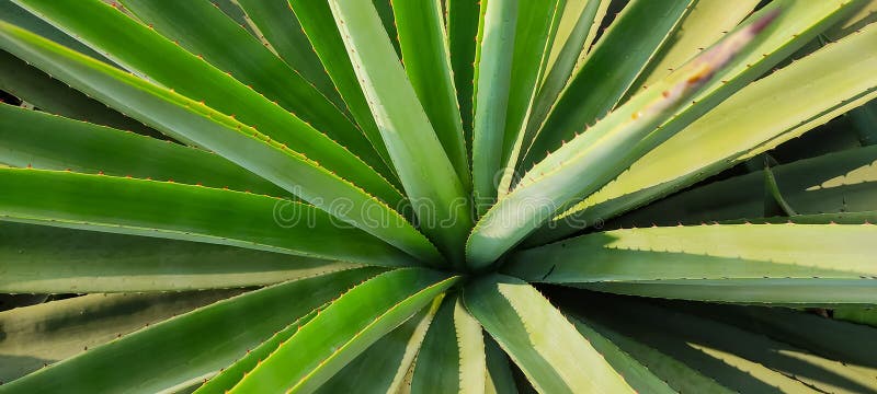 Wide Angle Shot of a Beautiful Green Tree Stock Image - Image of ...