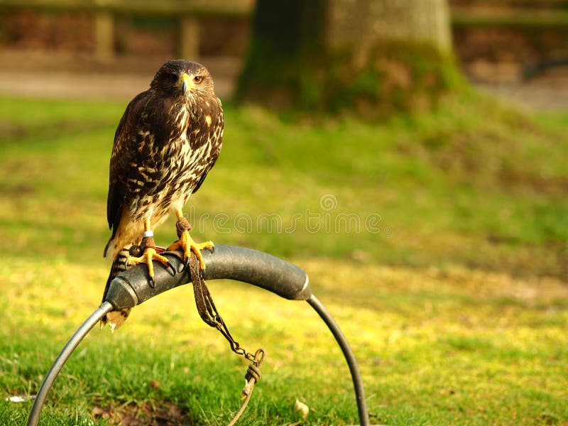 Wide Angle Shot of a Black Falcon Standing on a Piece of Metal Stock ...