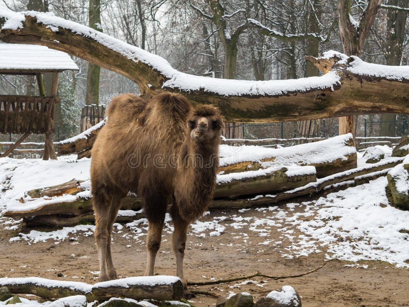 Wide Angle Shot of a Camel Standing Behind Trees Covered in Snow during ...