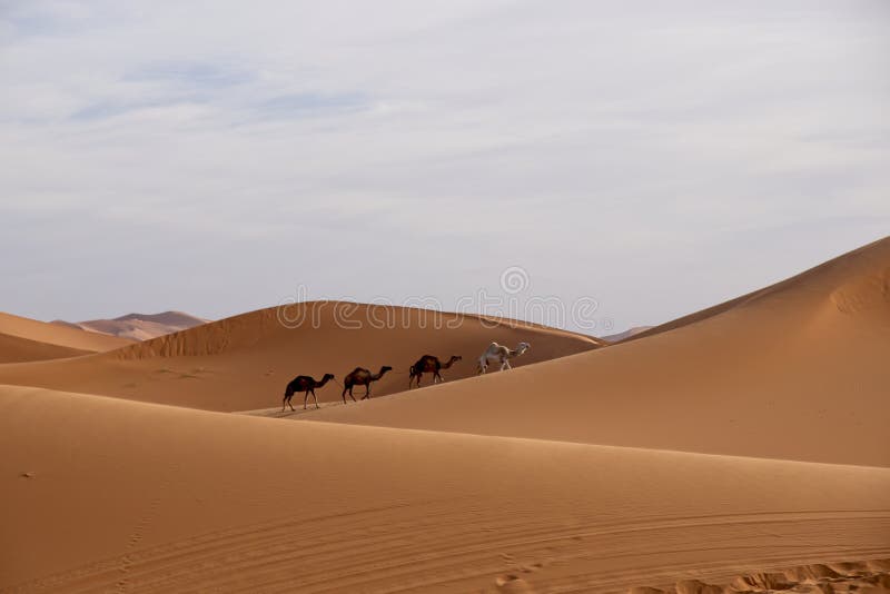Wide Angle Shot of Camels Walking on the Desert Stock Image - Image of ...