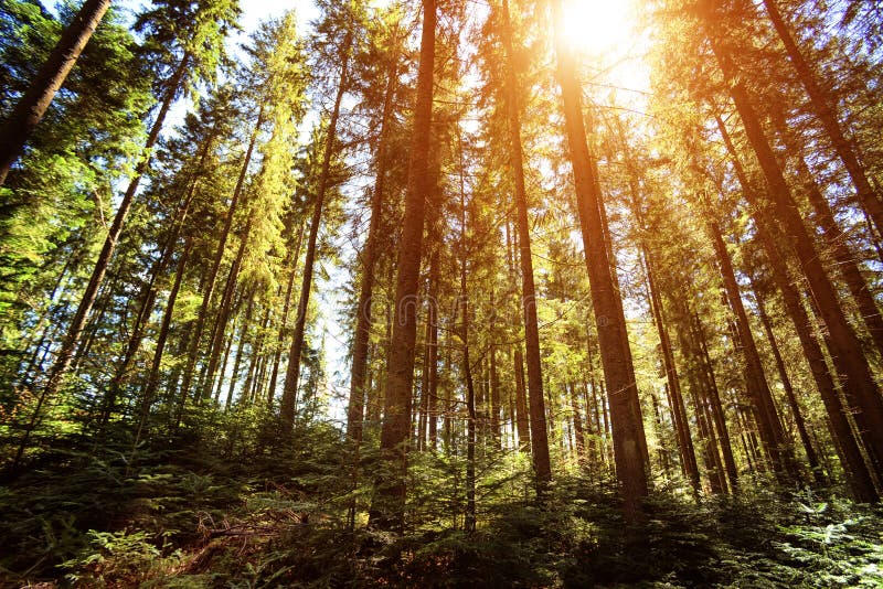Wide Angle Shot Deep in the Forrest of Some Trees Stock Image - Image ...