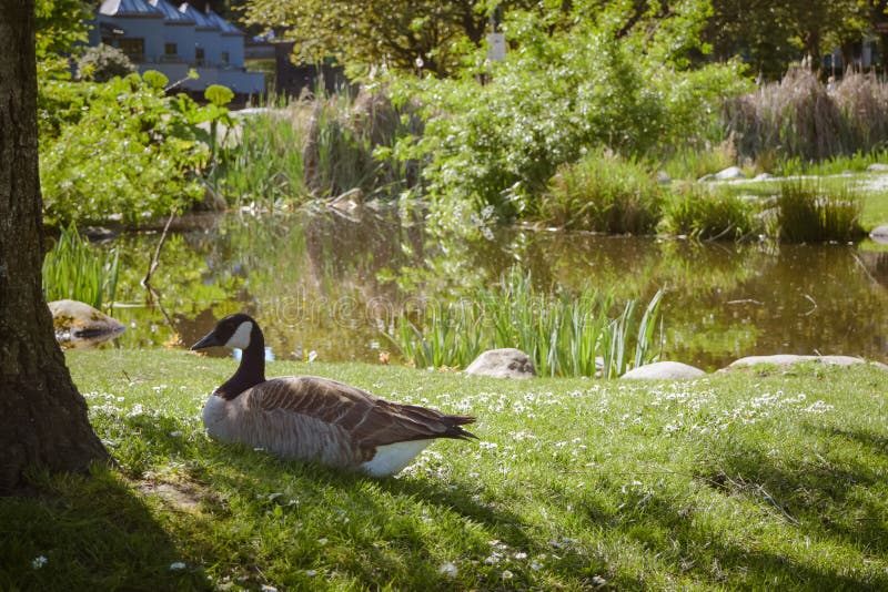 Wide Angle Shot of a Duck Sitting on the Grass in Front of a Pond Stock ...
