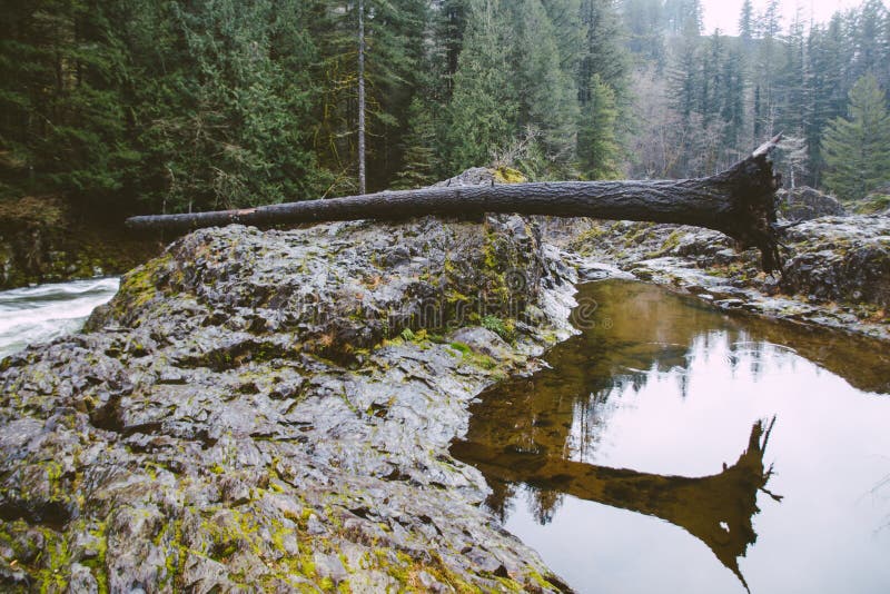 Wide Angle Shot of a Fallen Tree Over the Water in the Forest Stock ...