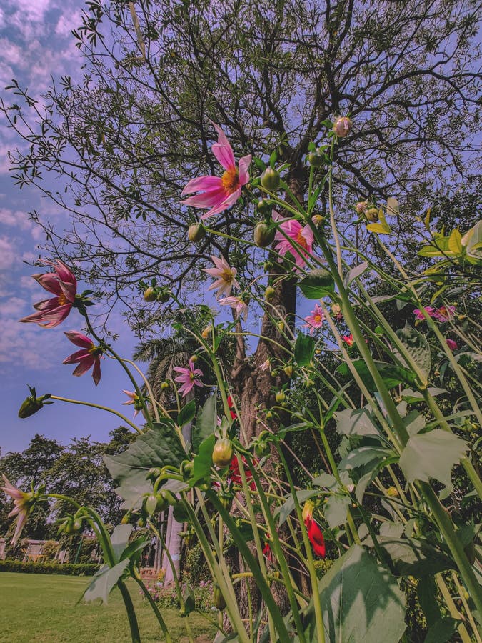 A shot of flowers stock image. Image of flowers, white - 129807