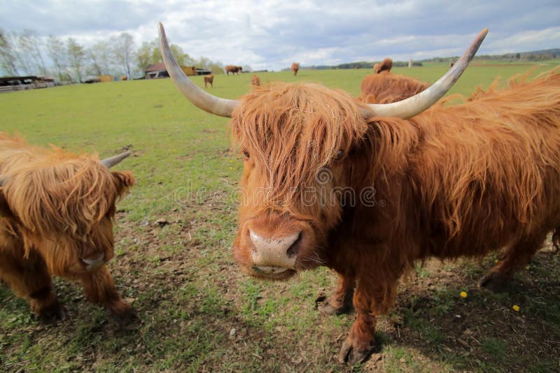 Highland Cow Wide Angle Portrait Stock Image - Image of livestock ...