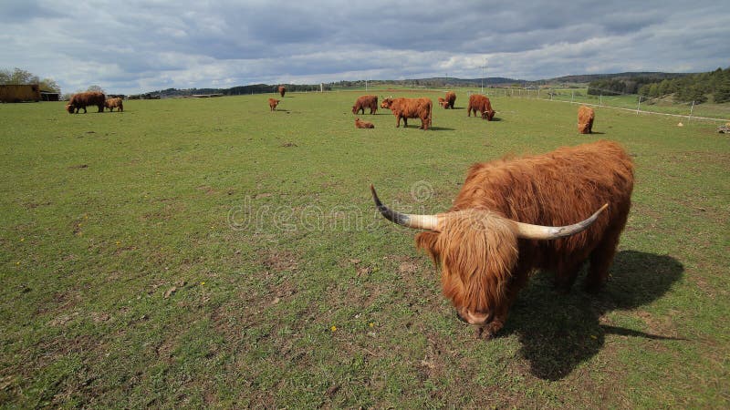 Wide Angle Shot of a Highland Cow and Meadow Stock Photo - Image of ...