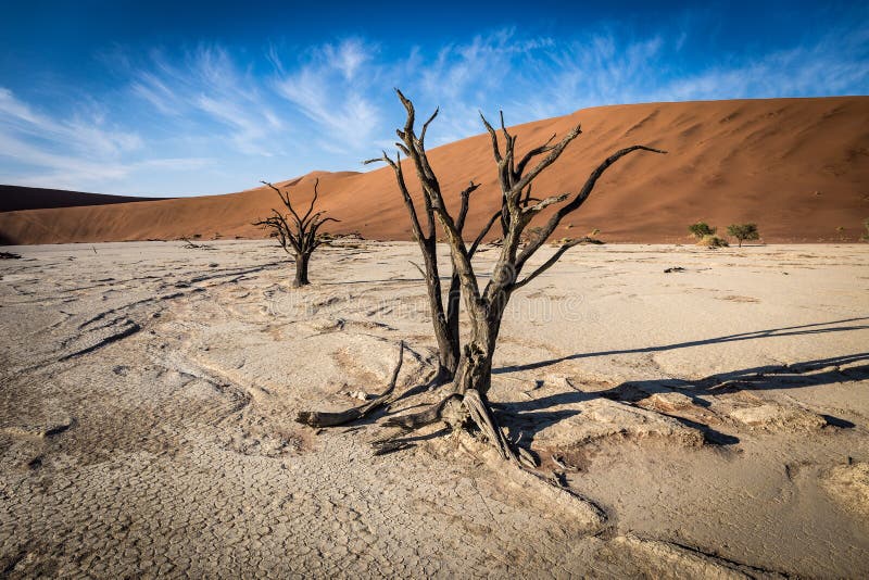 A Wide Angle Shot of a Dead Tree in the Dead Vlei in Namibia Stock ...