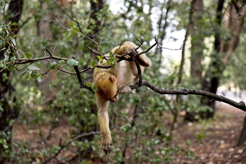 Wide Angle Shot of a Light Brown Monkey on a Tree Branch Stock Image ...