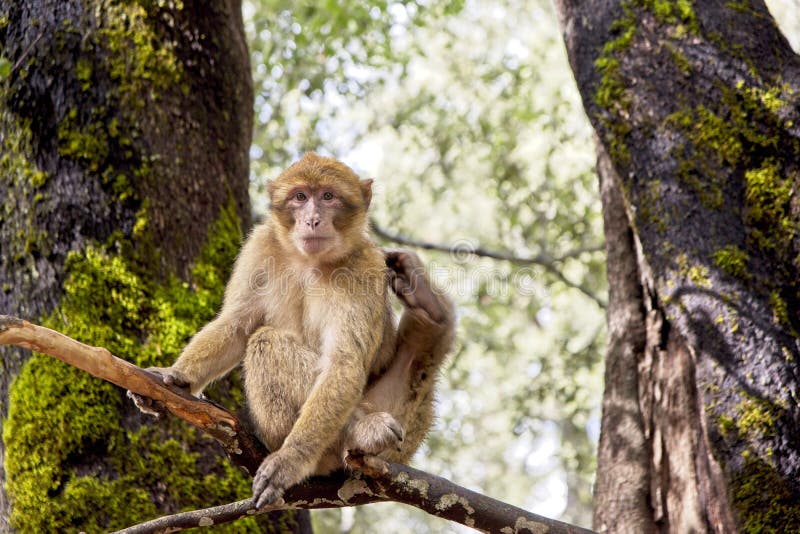 1,159 Light Brown Monkey Stock Photos - Free & Royalty-Free Stock ...