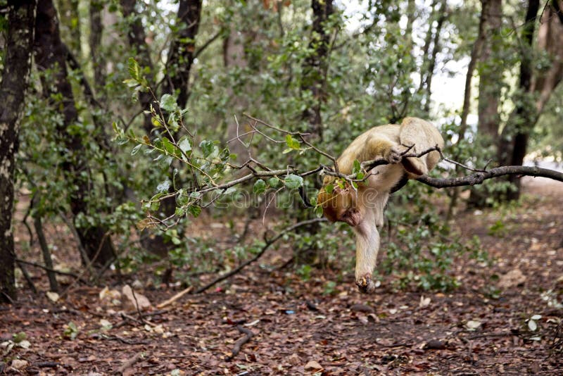 Wide Angle Shot of a Light Brown Monkey on a Tree Branch Stock Photo ...